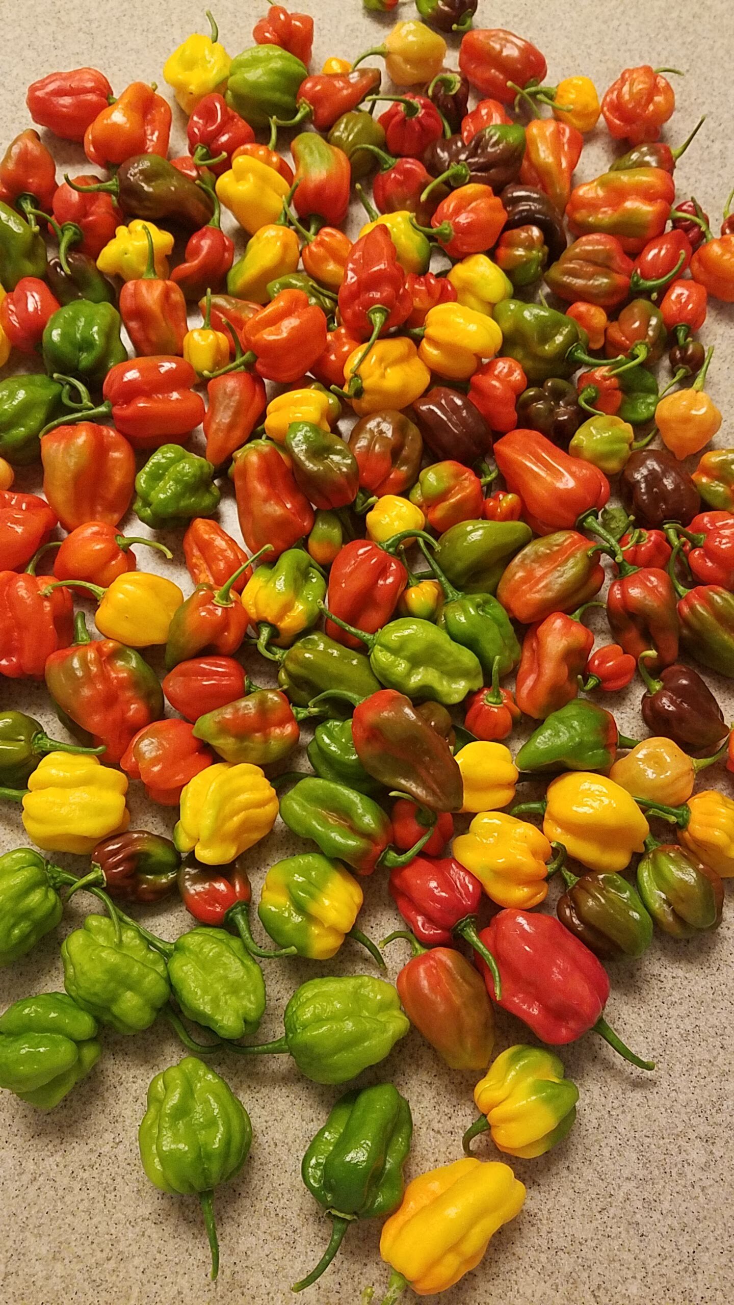 Scotch Bonnet Pepper – The Peppers Database